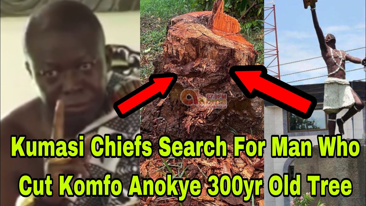 BREAKING: KOMFO ANOKYE 300YR OLD TREE CUT DOWN BY UNKOWN PERSON🔥 KUMASI ...