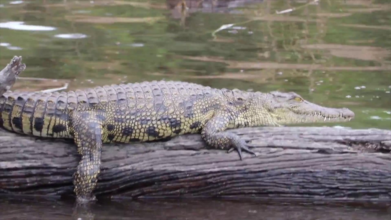 Chobe River Cruise Botswana - YouTube