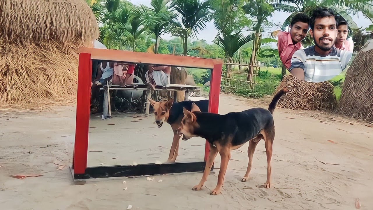 You will pee from laughing | Super funny mirror Prank on dog | Crazy ...