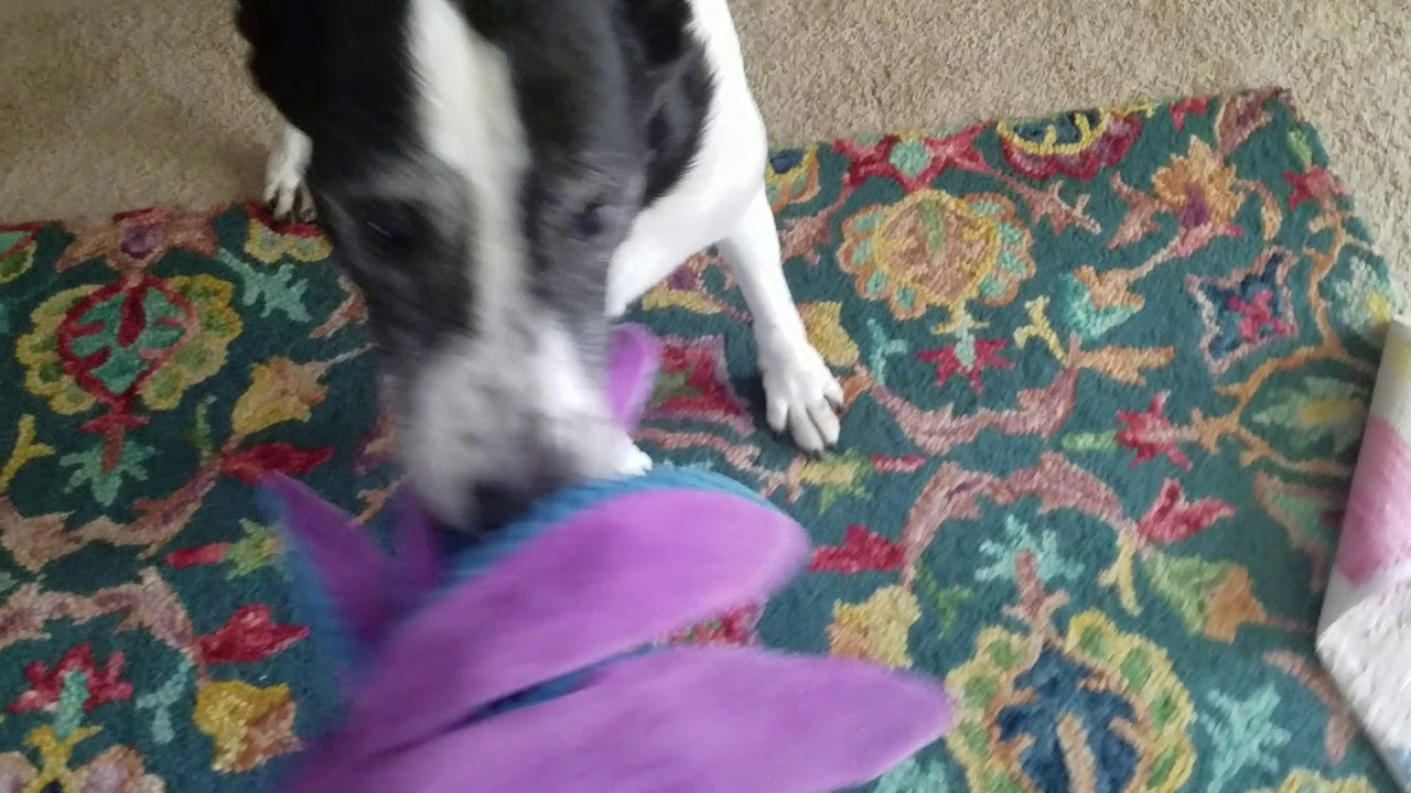 Purple Cephalopod Violet Violence! - YouTube
