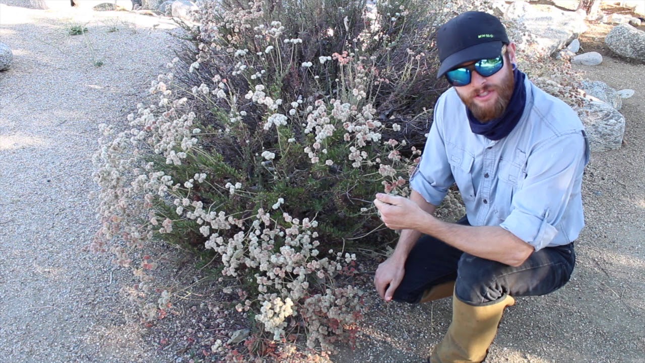 Growing Native: CA Buckwheat - YouTube