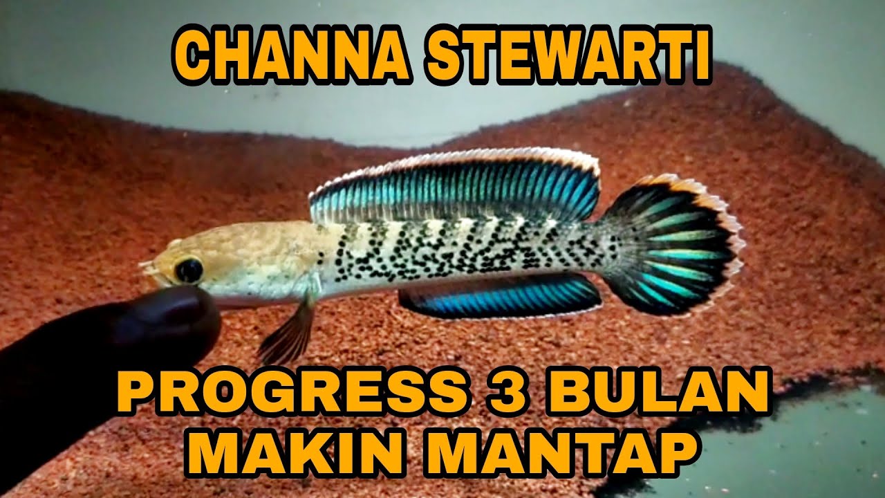 Channa Stewarti Setelah 3 Bulan Progress - YouTube