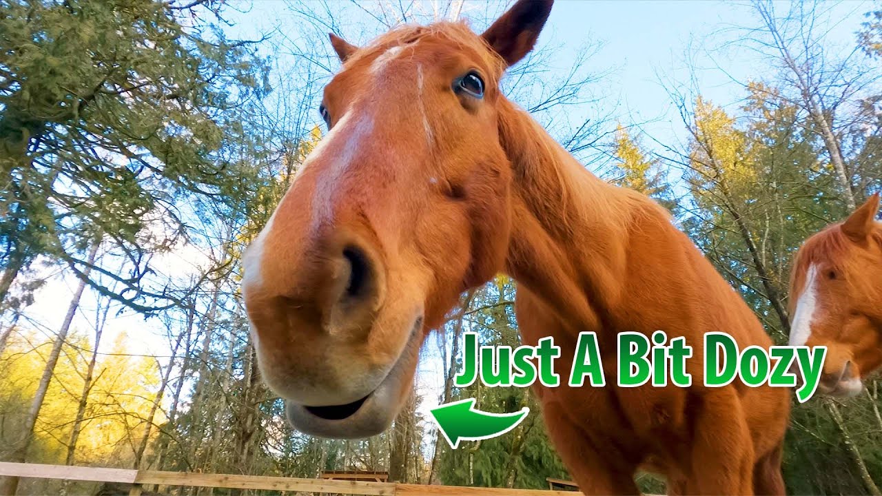 Drowsy, Dozy, Droopy Post-Vet Visit Horses - YouTube