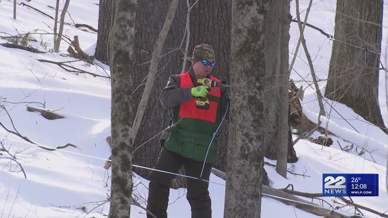 Maple syrup season begins in western Massachusetts - YouTube