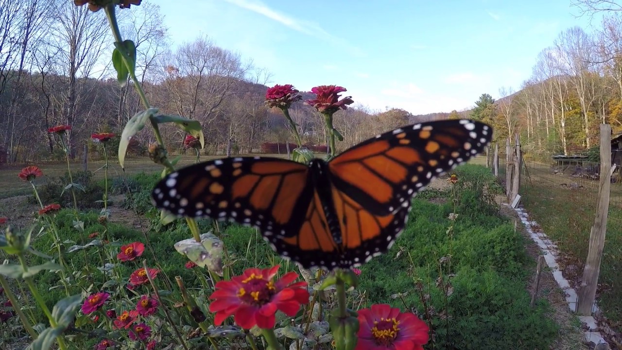 Late Migrating Monarch Butterfly in Western North Carolina - YouTube