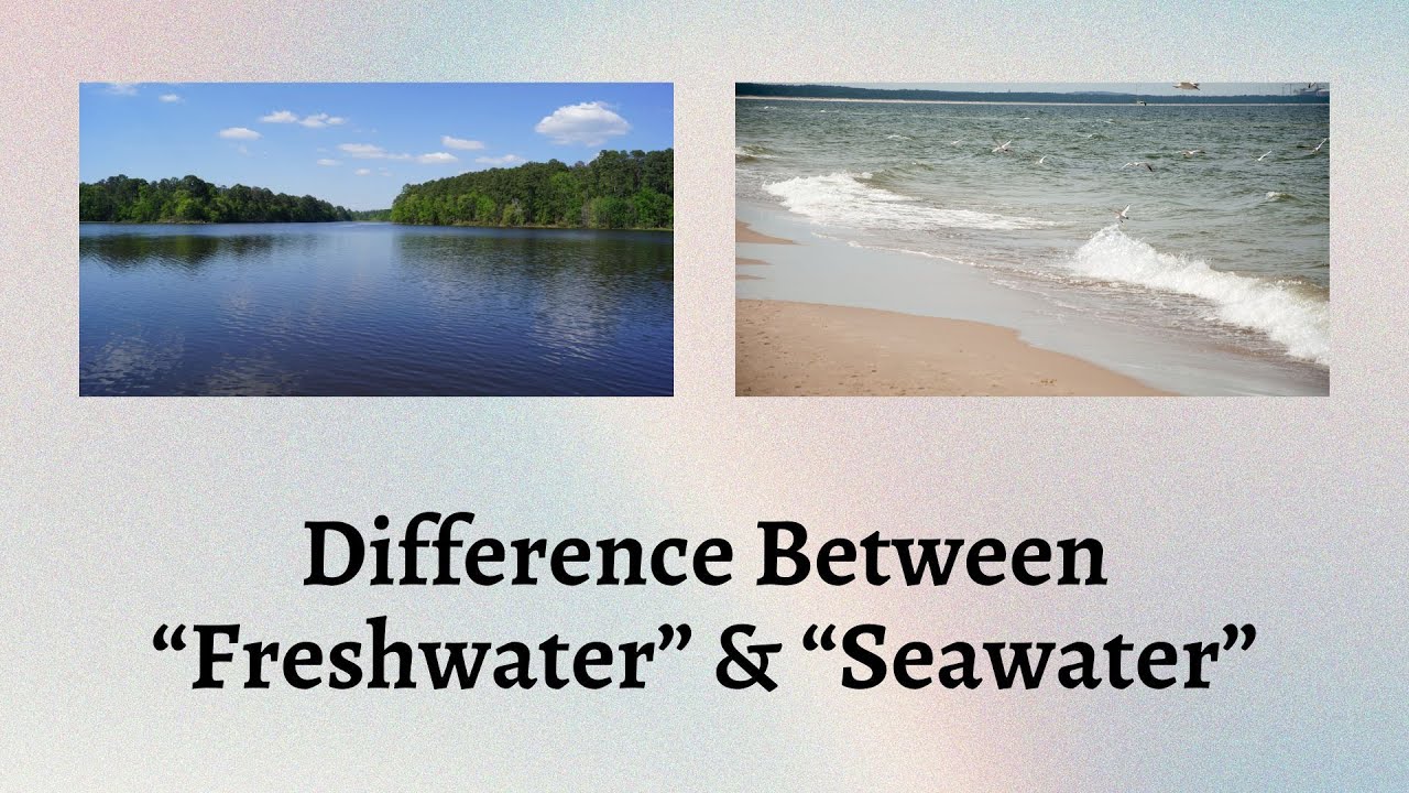 Difference Between Freshwater and Seawater | Explained Simply - YouTube