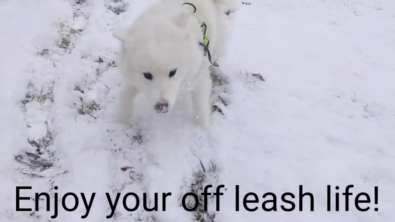 Amazing Transformation | Samoyed | Yeti | Cincinnati Dog Trainers Off ...