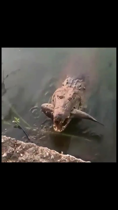 Crocodile caught on camera while eating a big cat fish..#crocodile # ...