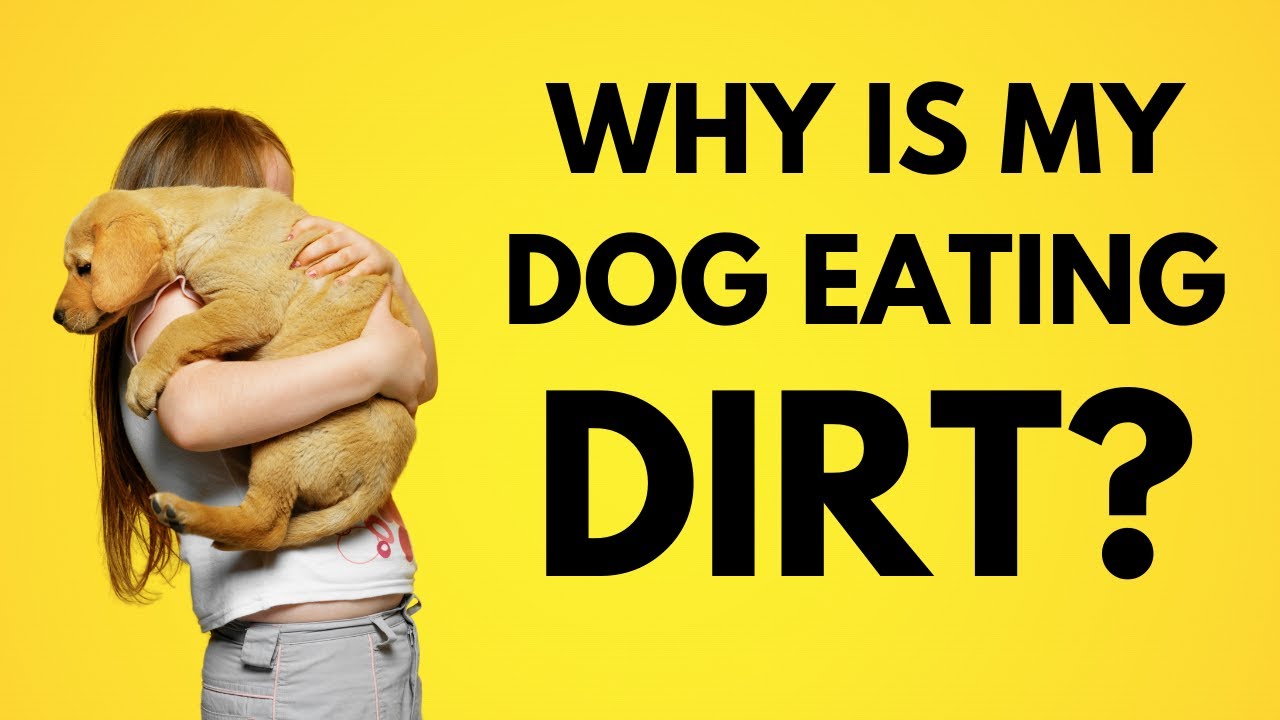 Why Is My Dog Eating Dirt Major Possible Causes Dogtur YouTube why-is-my-dog-eating-dirt-major-possible-causes-dogtur-youtube