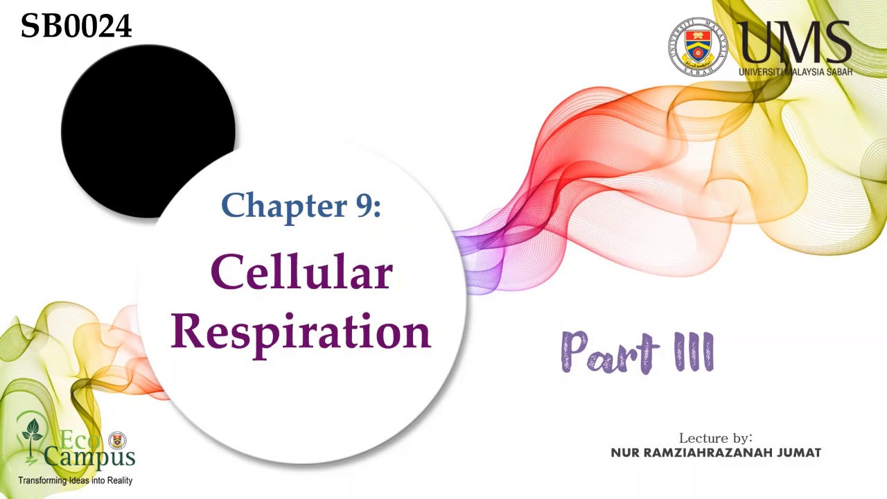 SB0024 Chapter 9 Cellular Respiration Part 3 - YouTube