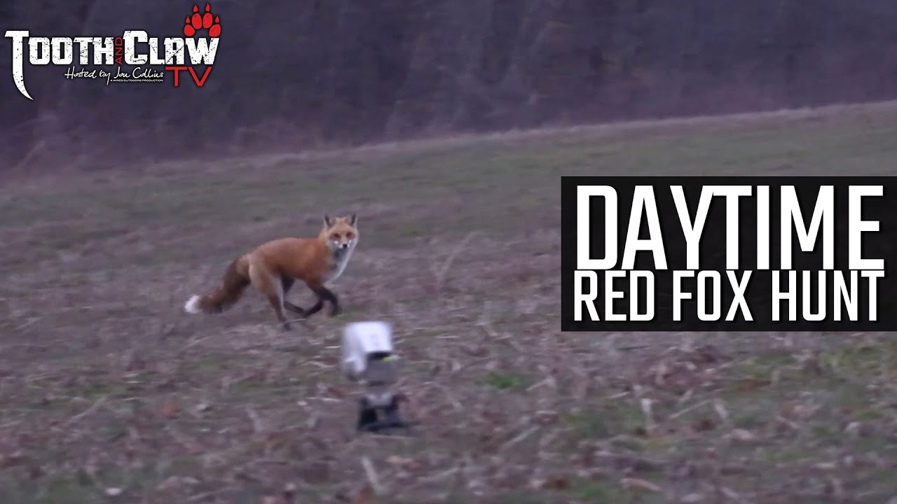 Daytime Red Fox Hunt - YouTube