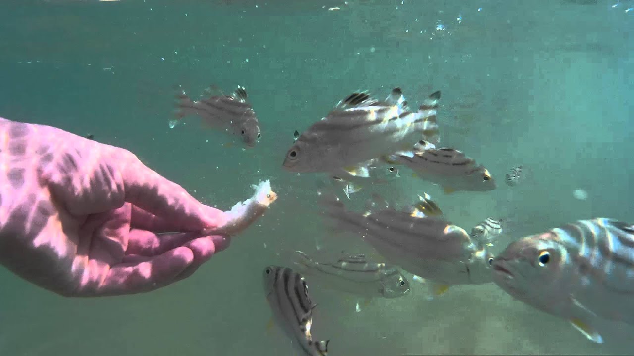 Karon Beach Fish. SJCAM SJ4000 WiFi. - YouTube