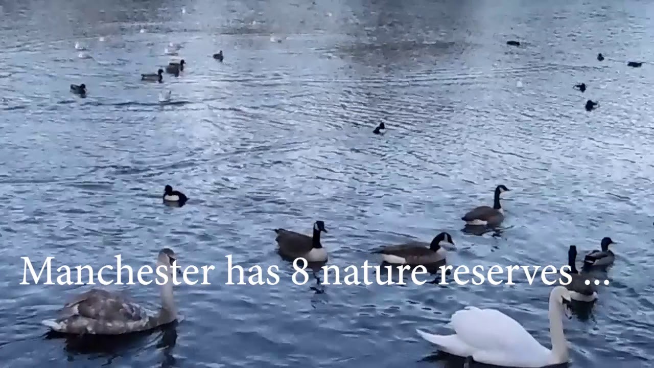 Manchester Wildlife - YouTube