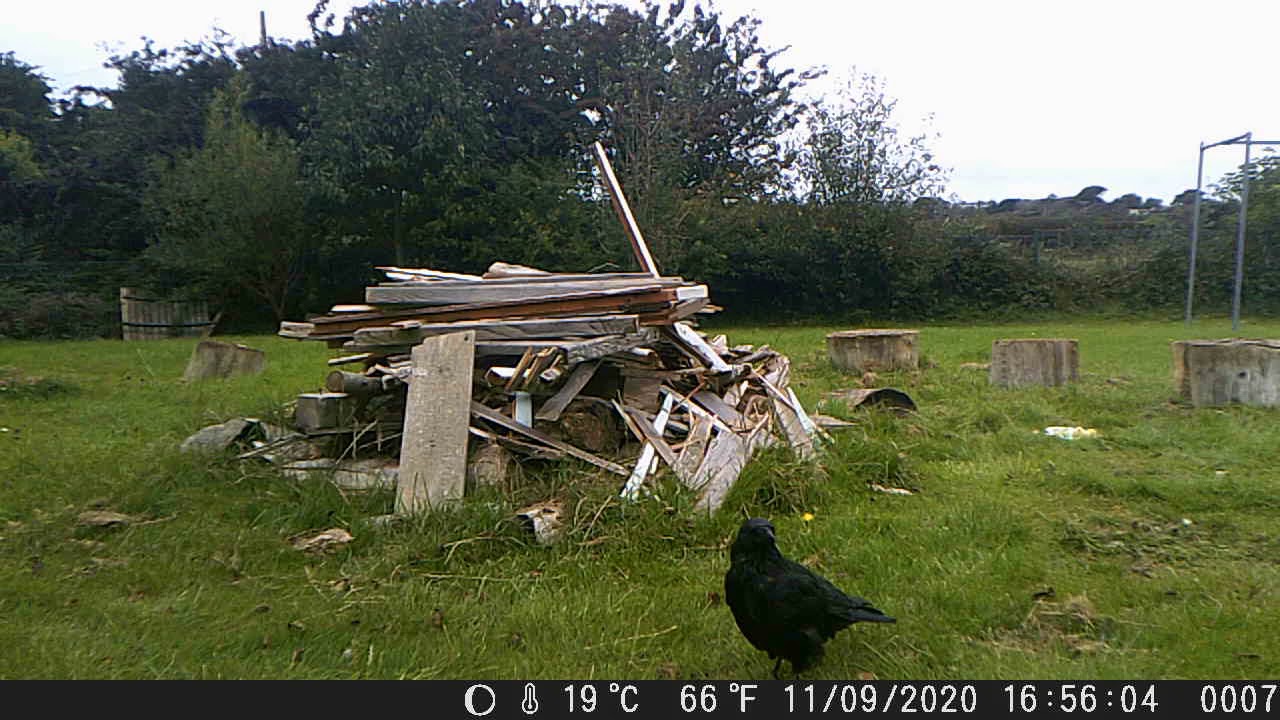 Crow with a pear in September - YouTube