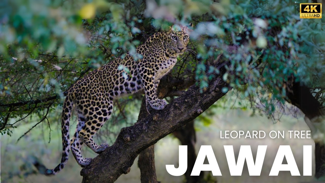 Leopard on Tree in JAWAI Rajasthan | The Leopard Village of INDIA | P2 ...