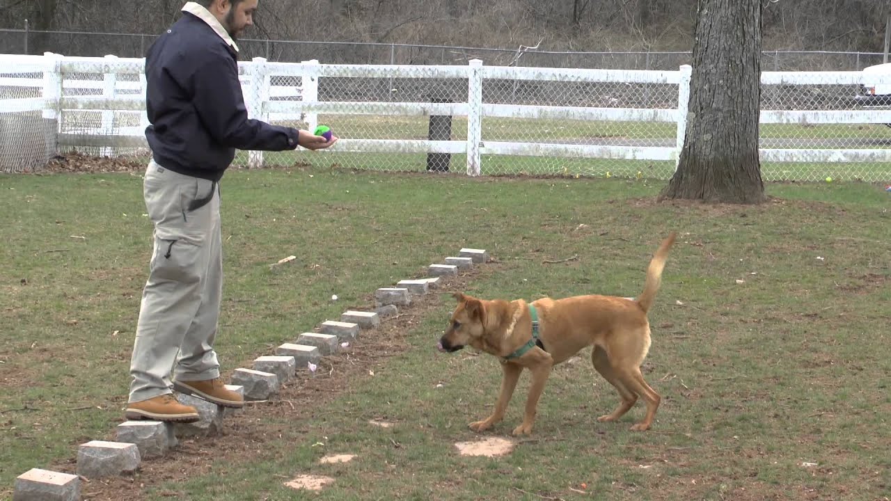 Reece - Shepherd for Adoption - Newington - CT Humane Society - YouTube