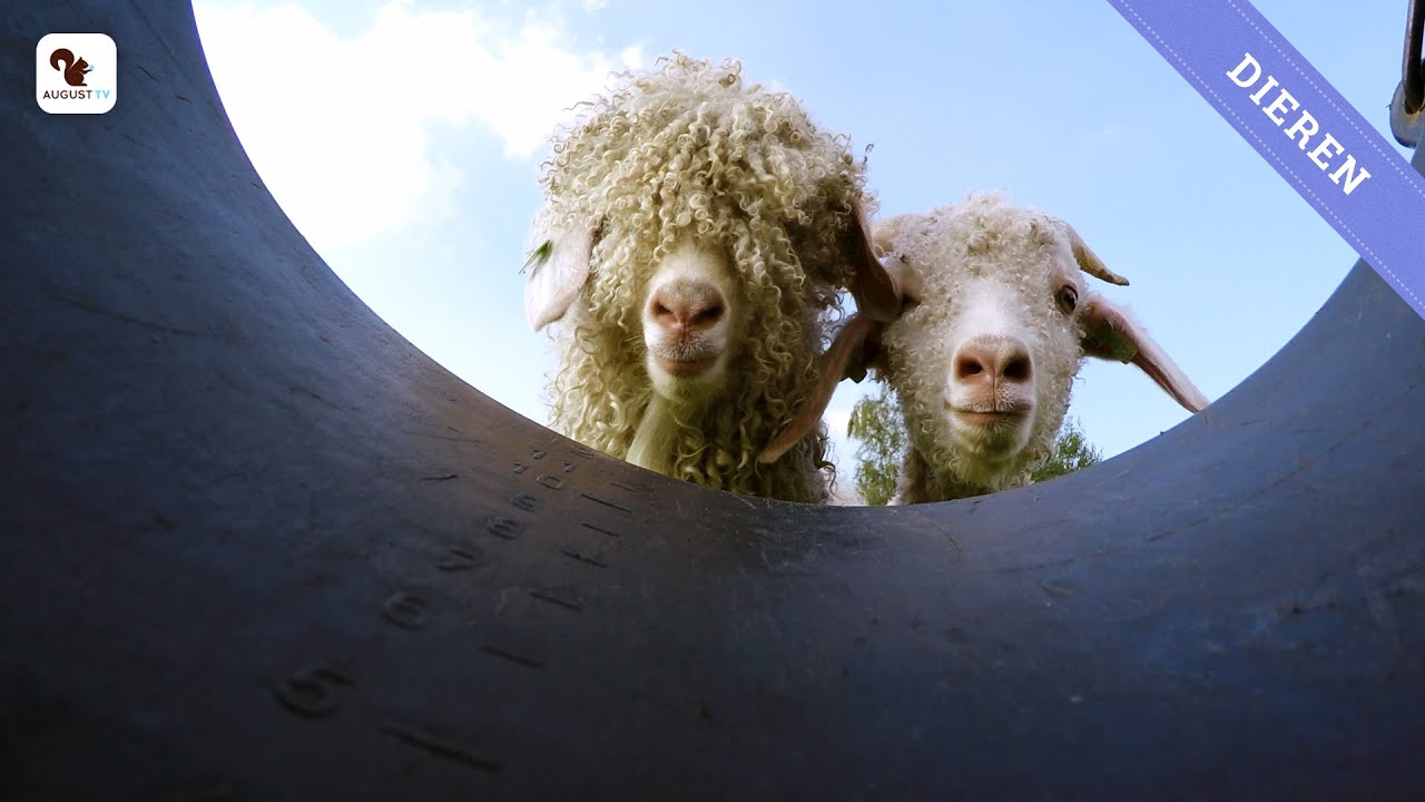 Angorageit - YouTube