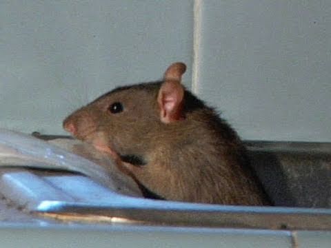 Rats Invasion 03 - YouTube