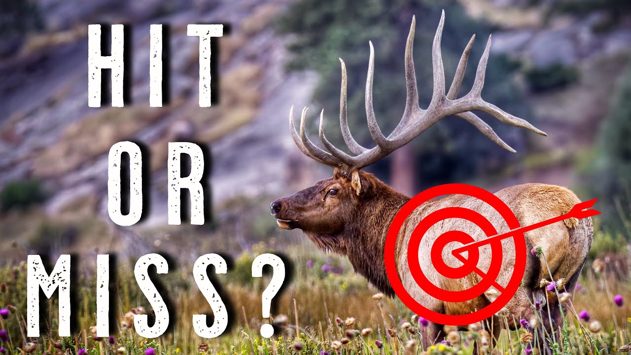 Where to SHOOT an ELK? Shot Placement Tips for Archery Elk Hunting ...