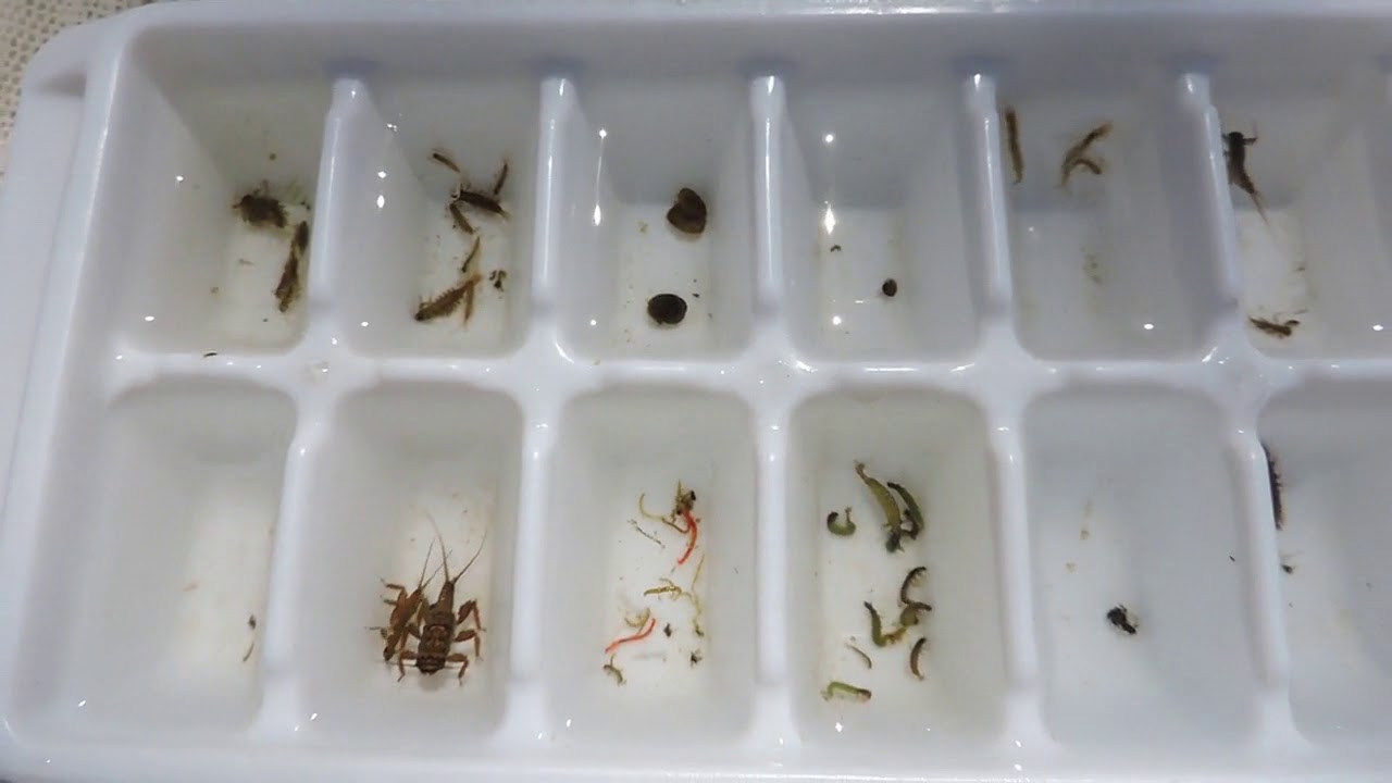 Aquatic Insects of the Middle River - YouTube