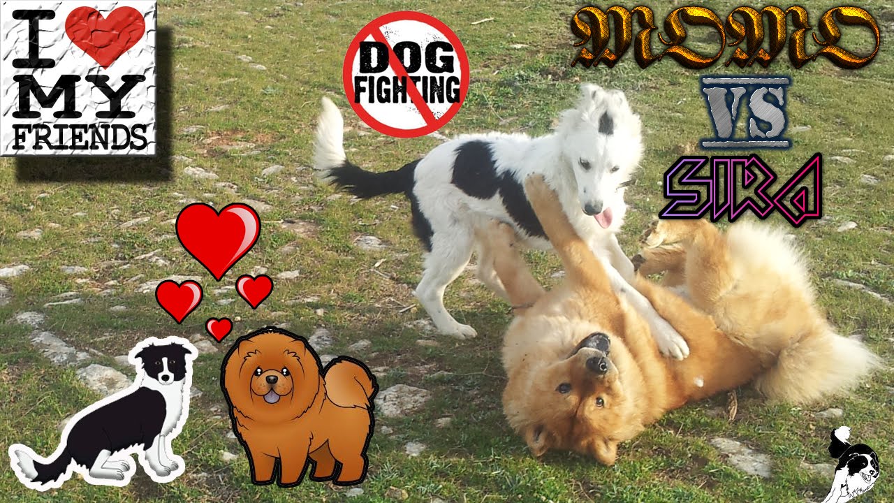 Border collie VS ChowChow FIGHT !! Momo Perro Sordo jugando con sus ...