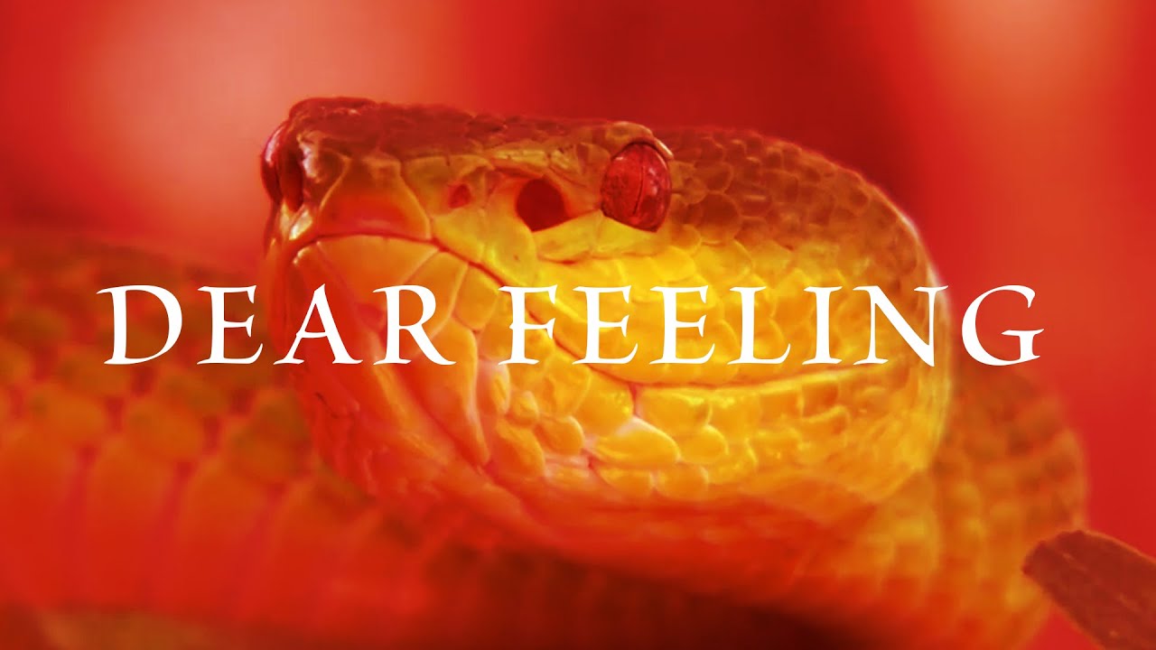 DEAR FEELING／THE YELLOW MONKEY うさぎが歌ってみた -cover-【#バーチャルうさぎ 】 - YouTube