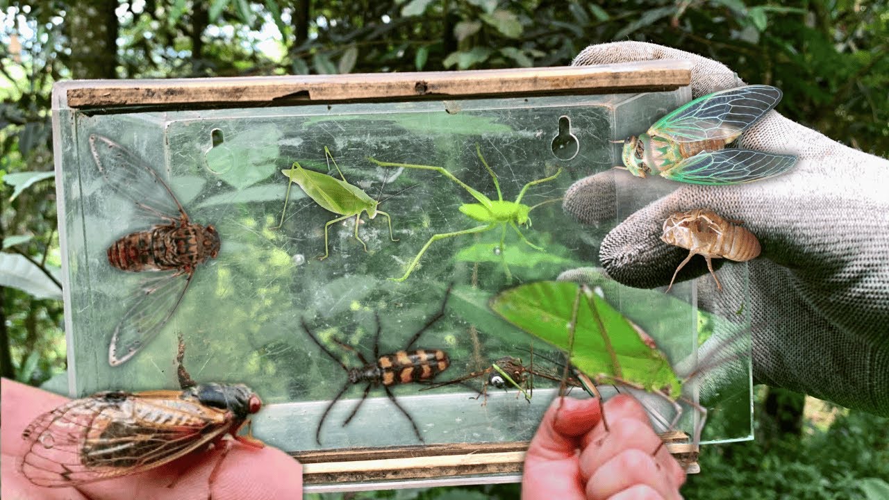 catching insects cicadas katydid,longhorn beetles - YouTube
