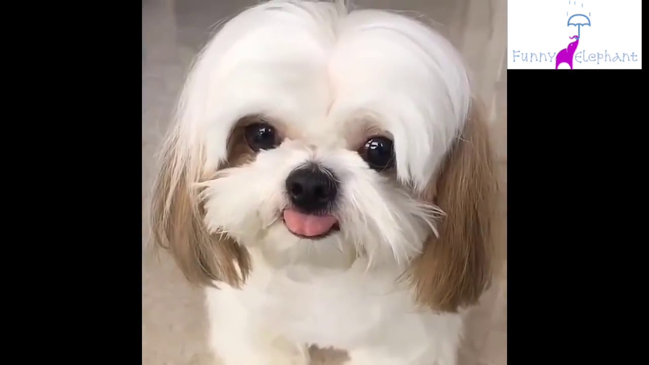 Baby Cute Animals Creative Commons LueRene - YouTube