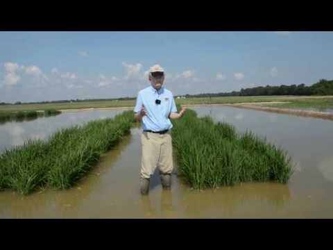 Hybrid Rice Variety Development - YouTube