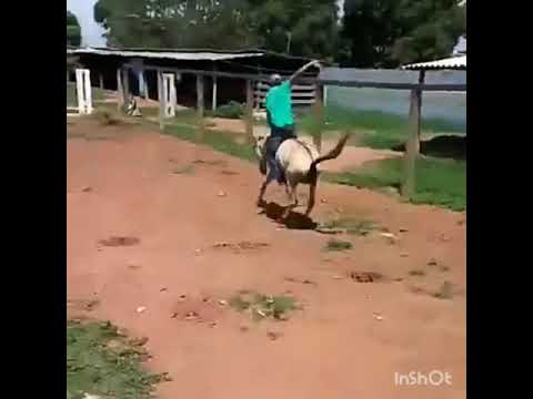 Burro pulando - YouTube