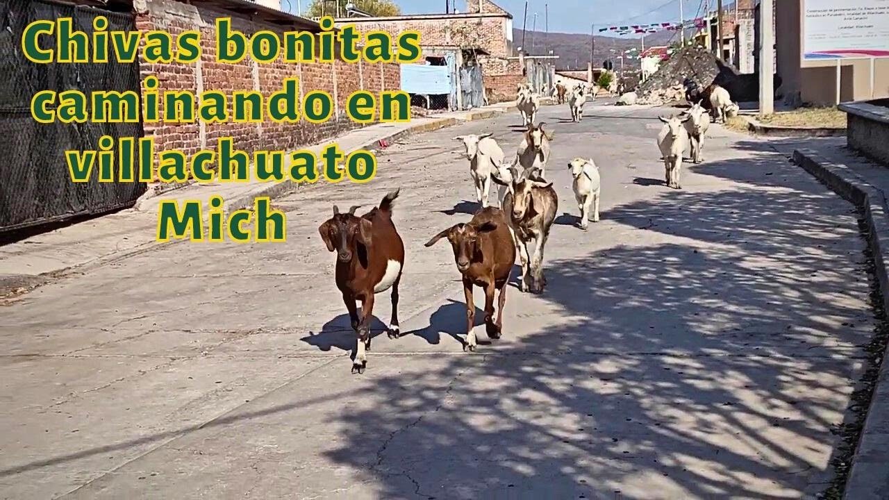 Visitando una granja de chivas en Villachuato mich - YouTube