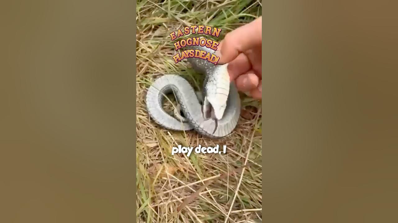 Eastern Hognose Snake Plays Dead - YouTube