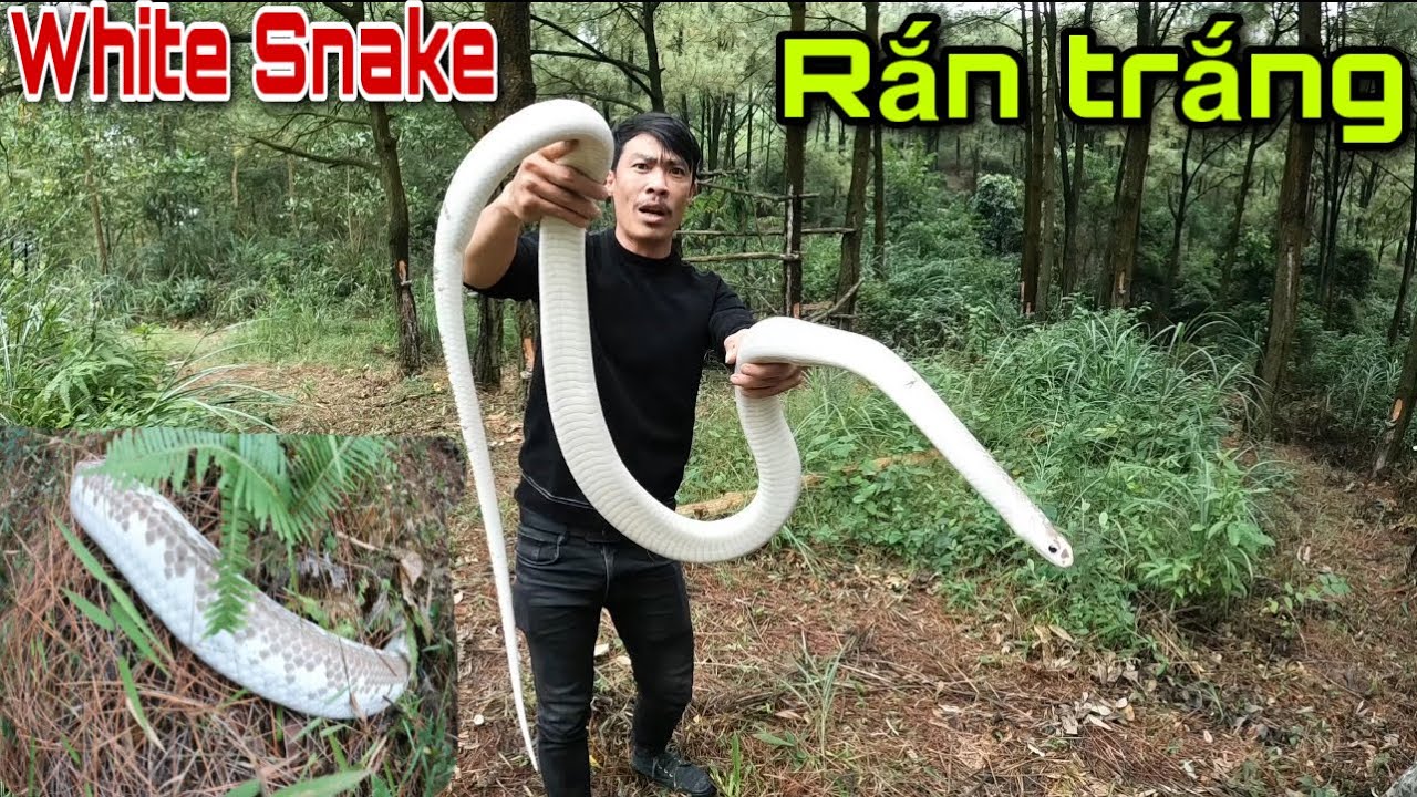White Snake Rắn Bạch Tạng| Loài Rắn Trắng Quý Hiếm Nhất Thế Giới Trị ...