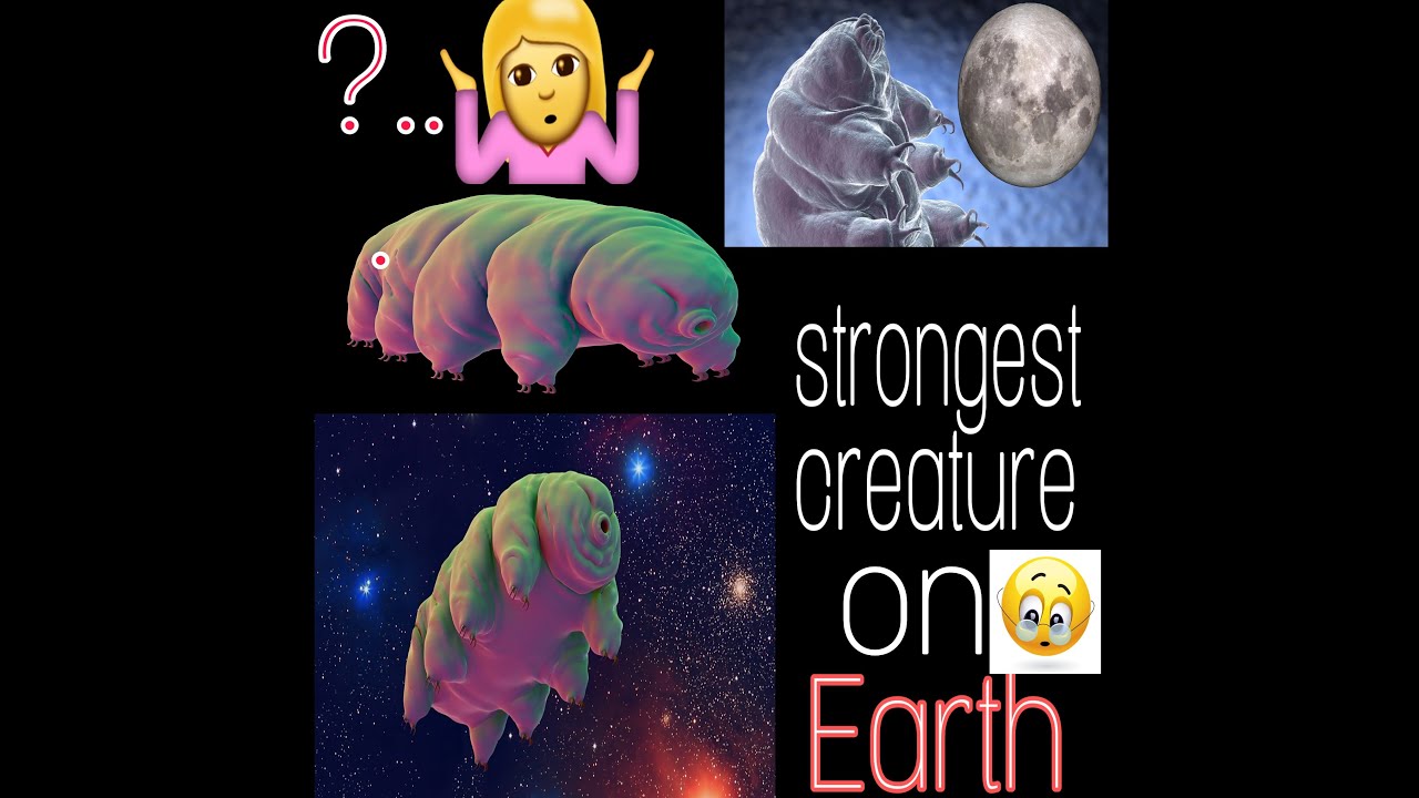 Strongest And Toughest Creature On Earth YouTube strongest-and-toughest-creature-on-earth-youtube