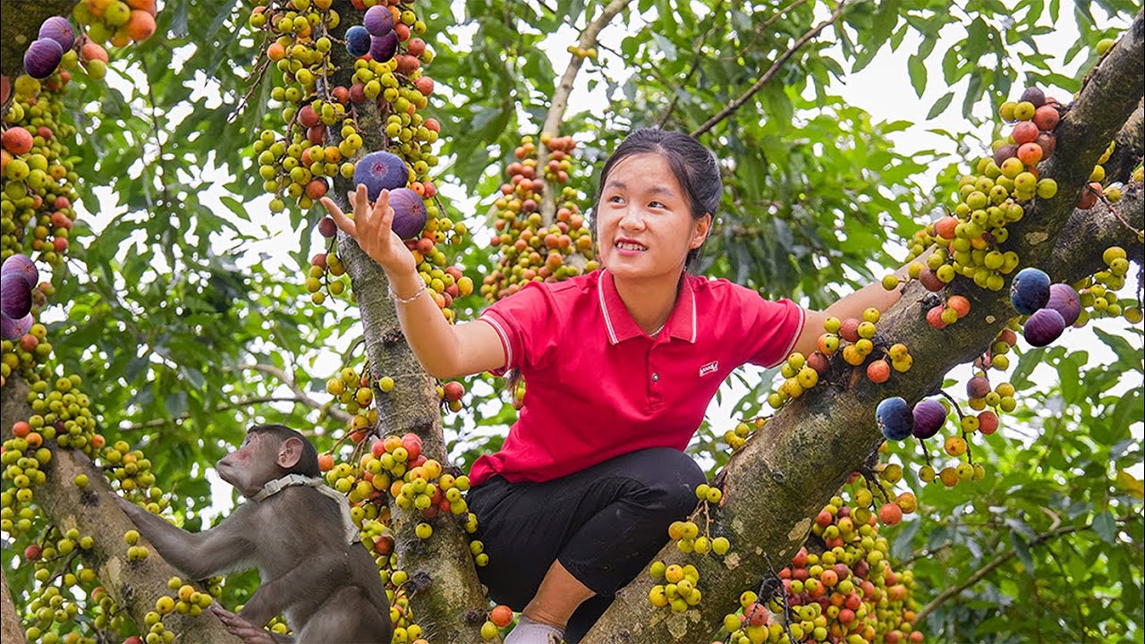 Woman's Journey - Harvesting Figs - Go to market sell & Grilling Fish ...