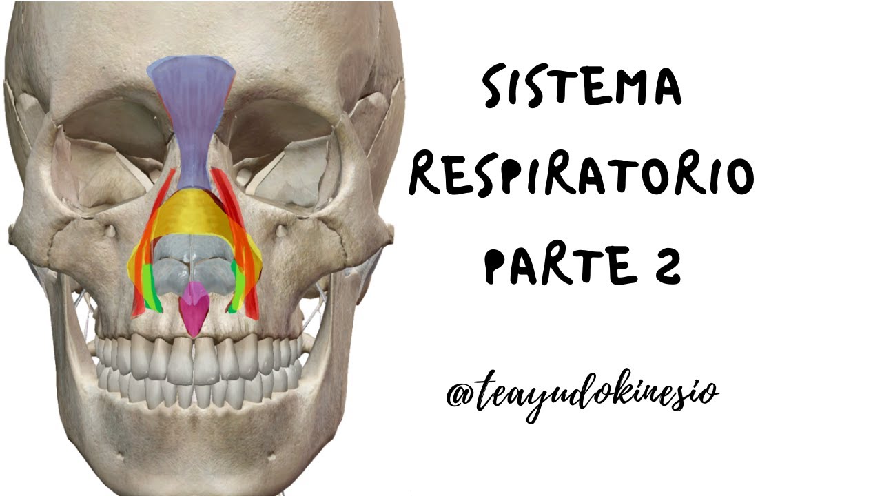 Anatomía De La Nariz Para Niños