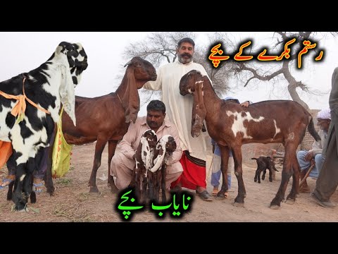 35 Lacka Rustam Bakara Ka Bacha | Rustam Progracy New Kids - YouTube