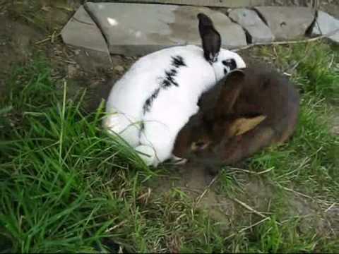 Die Fortpflanzung von Kaninchen, dargestellt von Mopso und Muttihasi