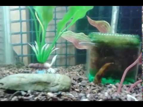 5 gallon White Cloud mountain minnow tank - YouTube