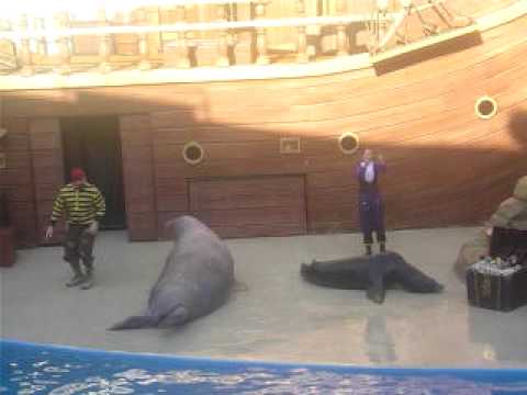 Sea Lion + Walrus Dancing @ Sea World, Orlando. 31.03.09