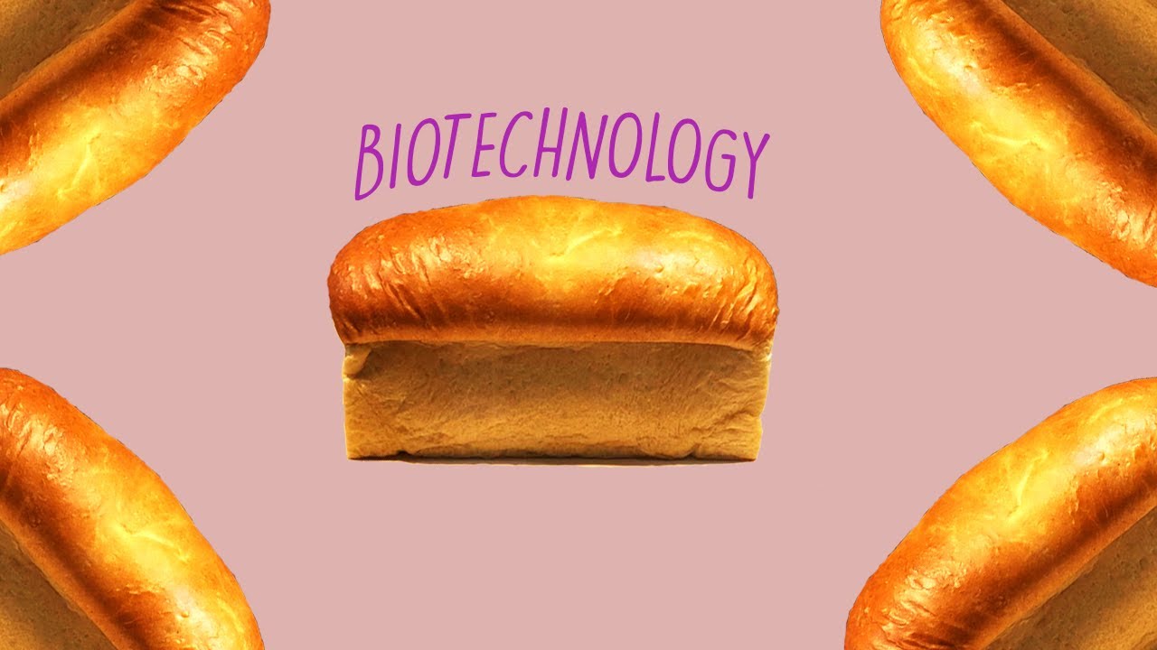 YUM - YUM BREAD | BIOTECHNOLOGY - YouTube