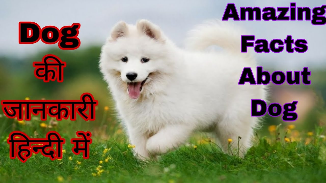 Amazing Facts About Dog || Dog ki jankari हिंदी में || Dog ki naam ...