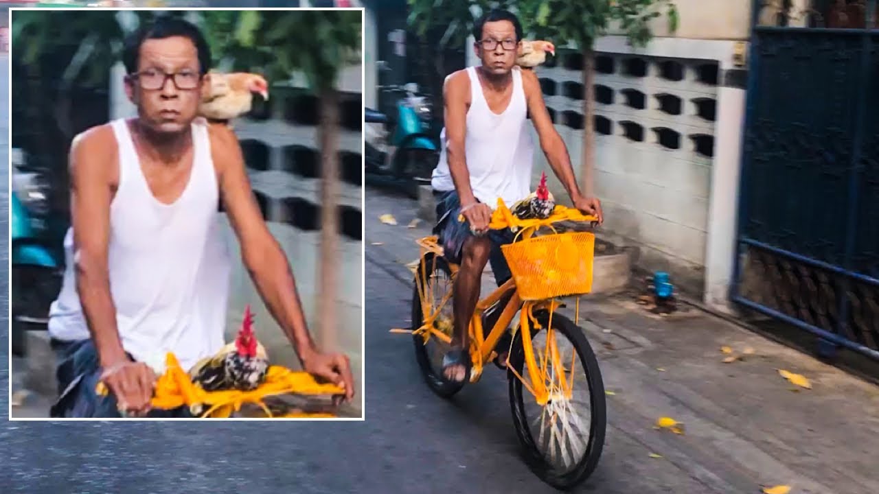 Cyclist Rides With Pet Chicken On Shoulder - YouTube