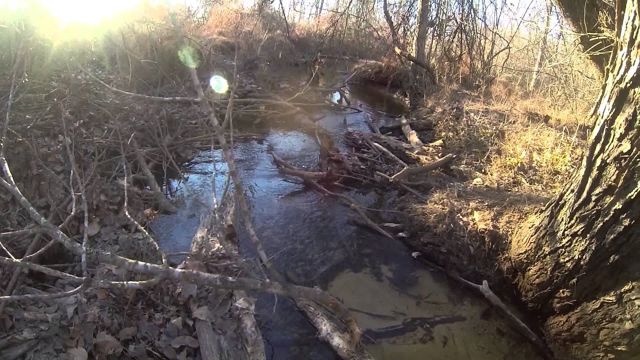 Beaver/Otter river snare "Plus Catch" - YouTube