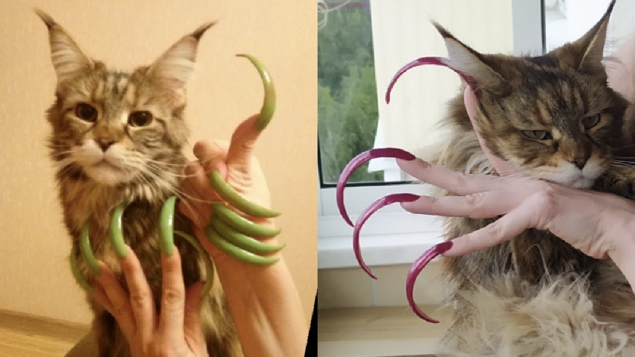 Cat long sharp nails scratching asmr - YouTube