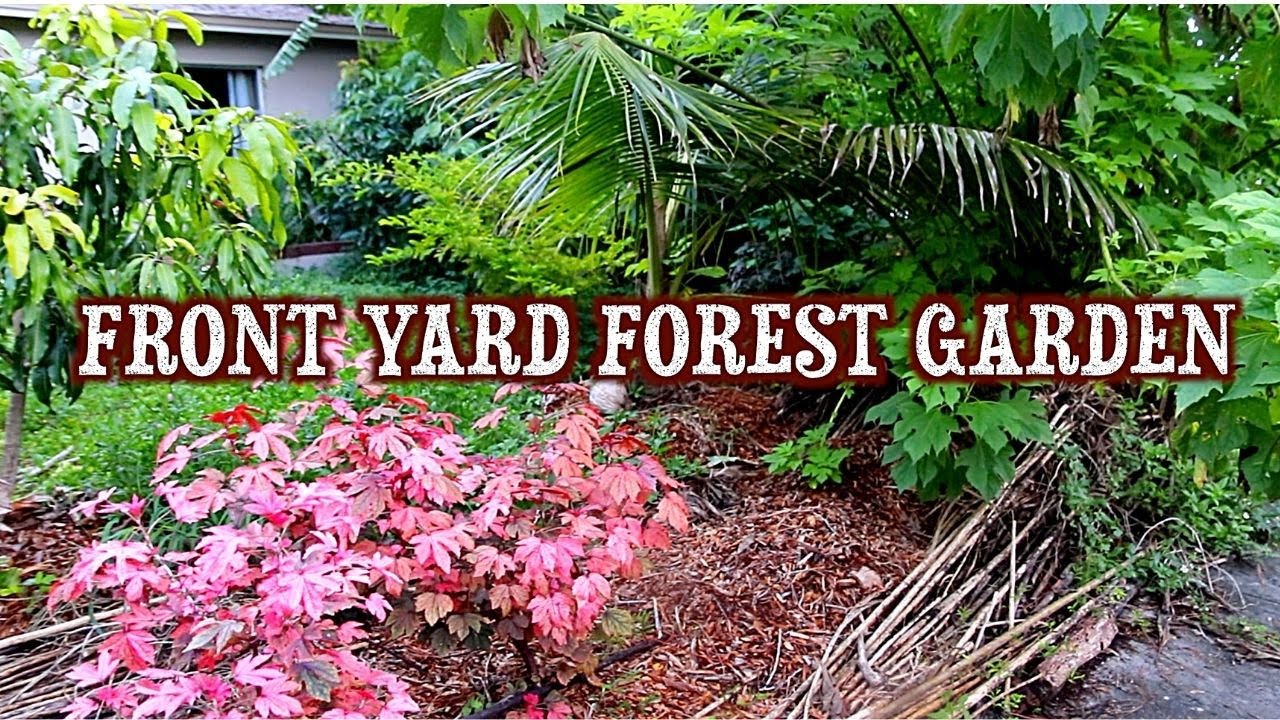 Summer End Front Yard Food Forest Tour - YouTube