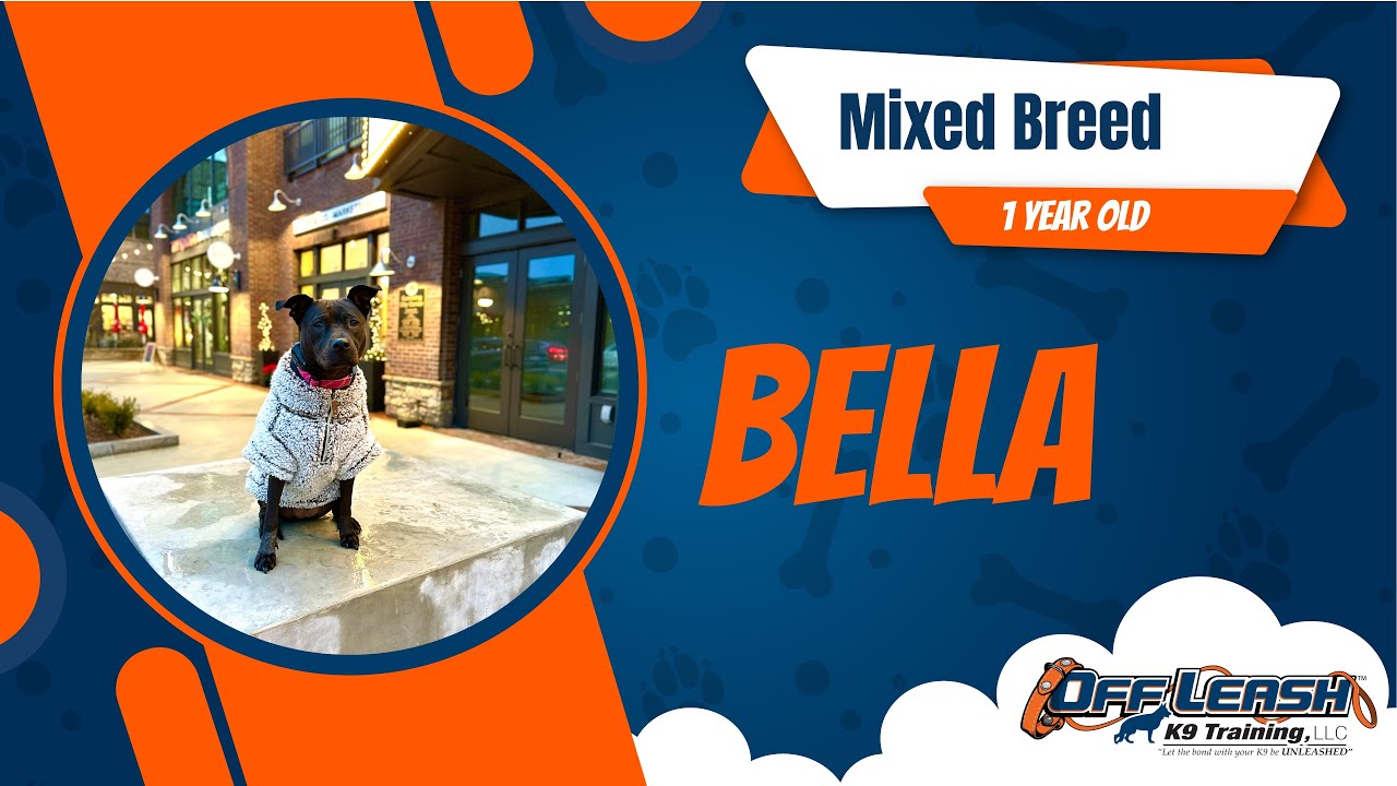 Transforming Bella: A Timid Mixed Breed's Journey to Confidence with ...