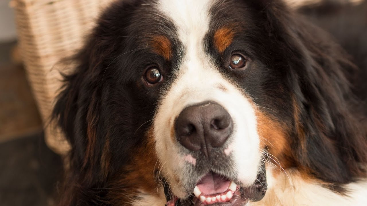 The Bernese Mountain Dog An Impressive Breed at Conformation ...