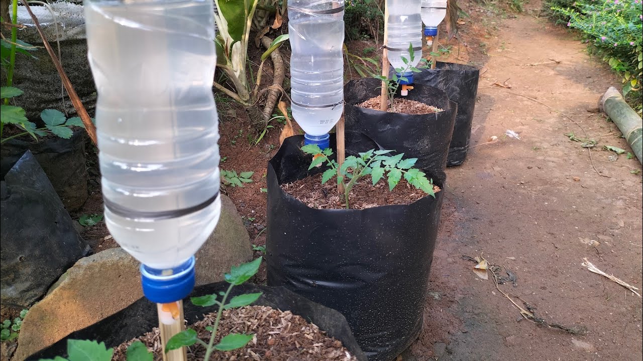 full Video HOMEMADE DRIP IRRIGATION SYSTEM FROM PLASTIC BOTTLES FOR GROWING PLANTS YouTube full-video-homemade-drip-irrigation-system-from-plastic-bottles-for-growing-plants-youtube