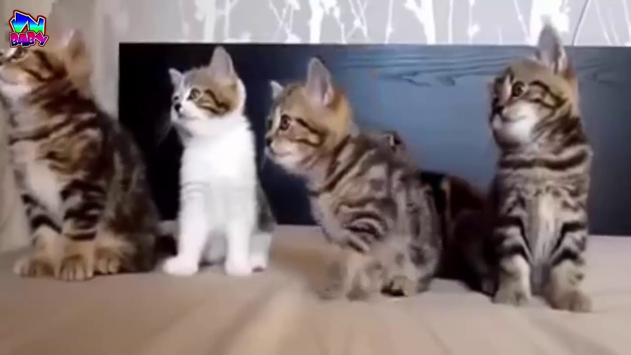 Con meo treo cay cau - YouTube